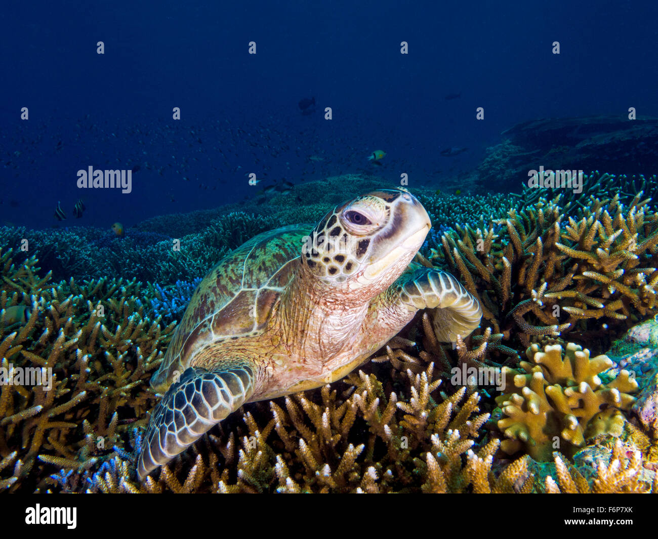 Turtle relaxing on hard coral Stock Photo - Alamy