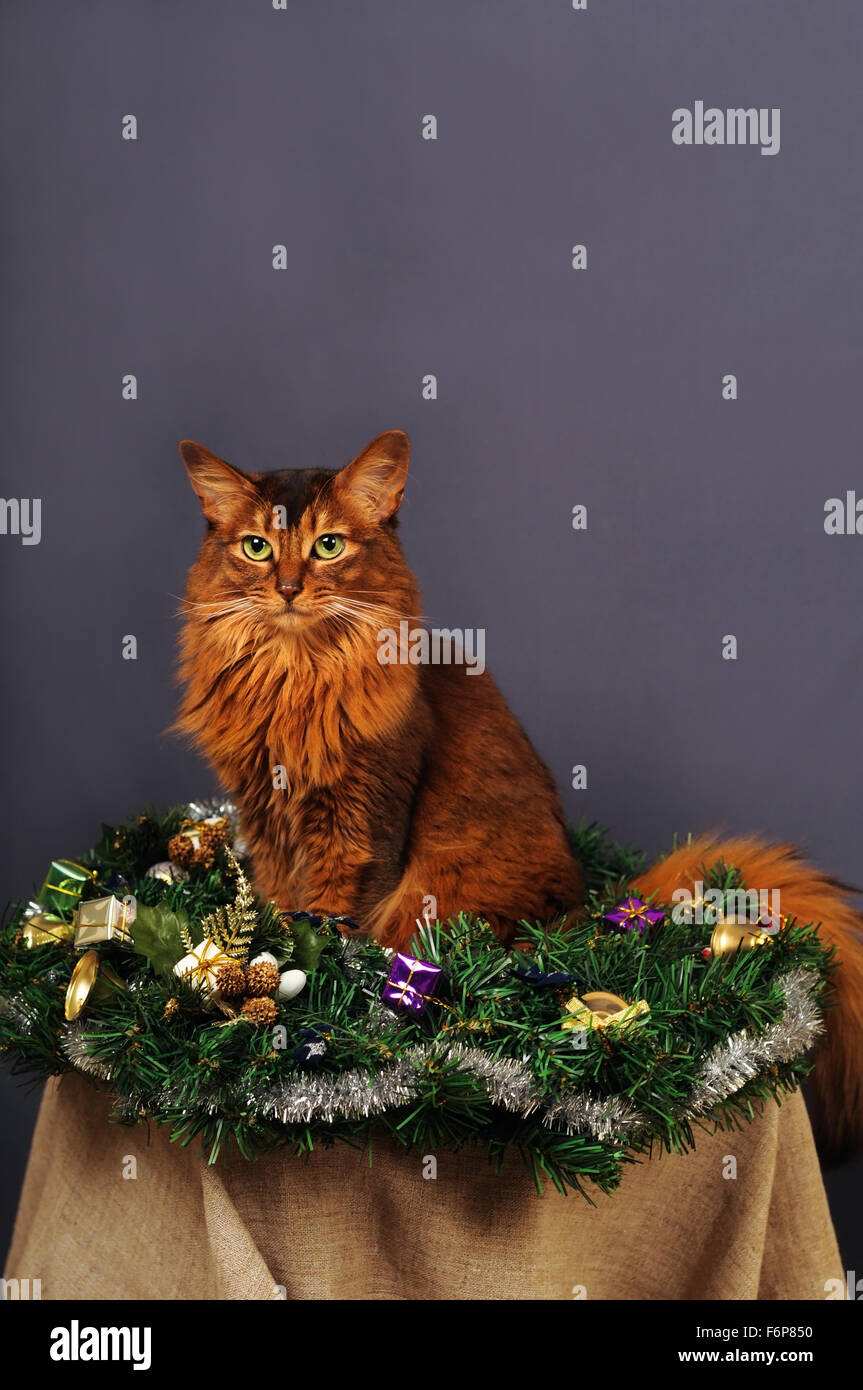 Somali cat ruddy color Christmas portrait at studio on grey background ...