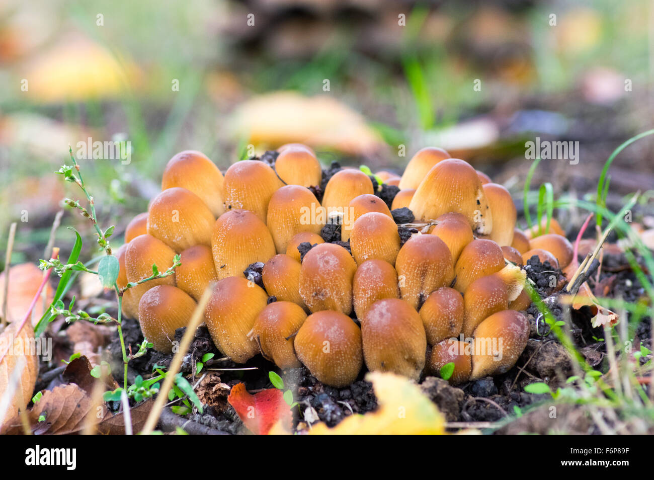 Pretty mushroom hi-res stock photography and images - Alamy