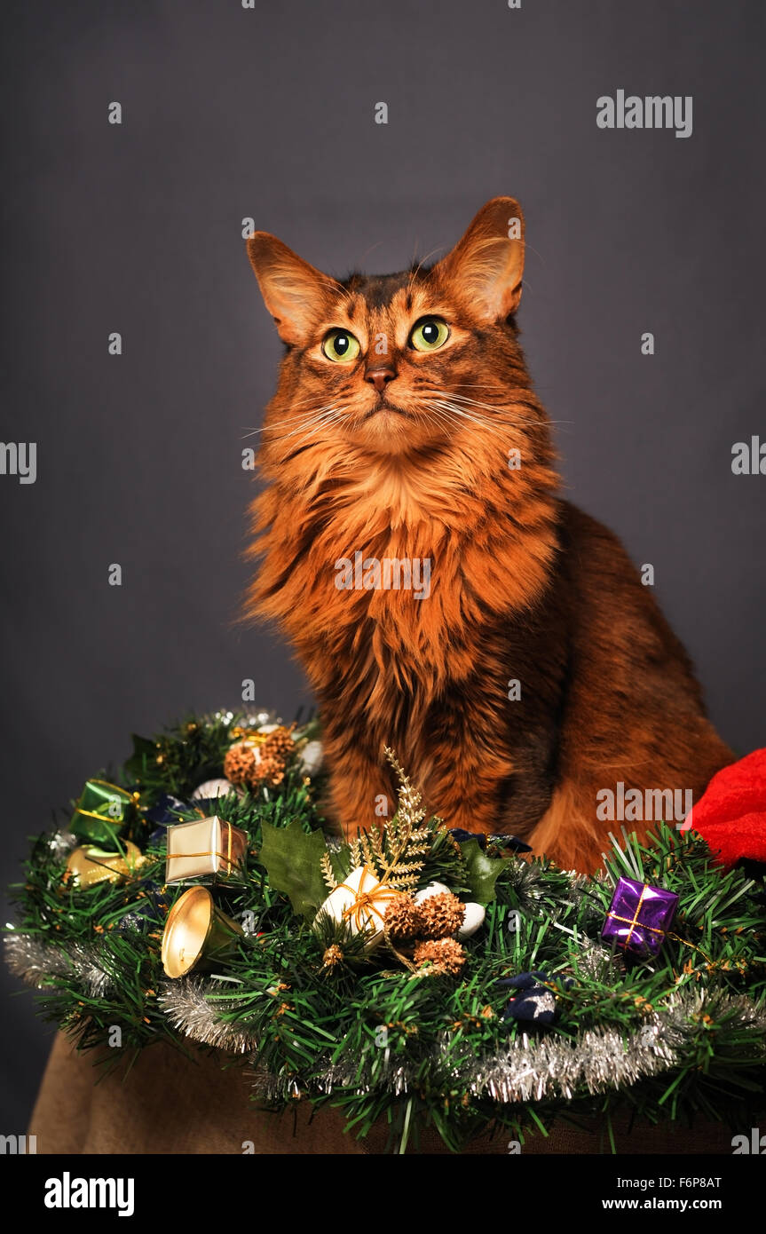 Somali cat ruddy color Christmas portrait at studio on grey background ...