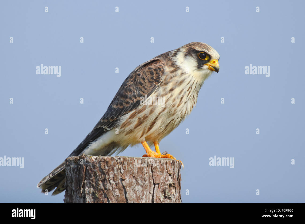 Red-footed falcon, Falco vespertinus standing on wooden log Stock Photo ...
