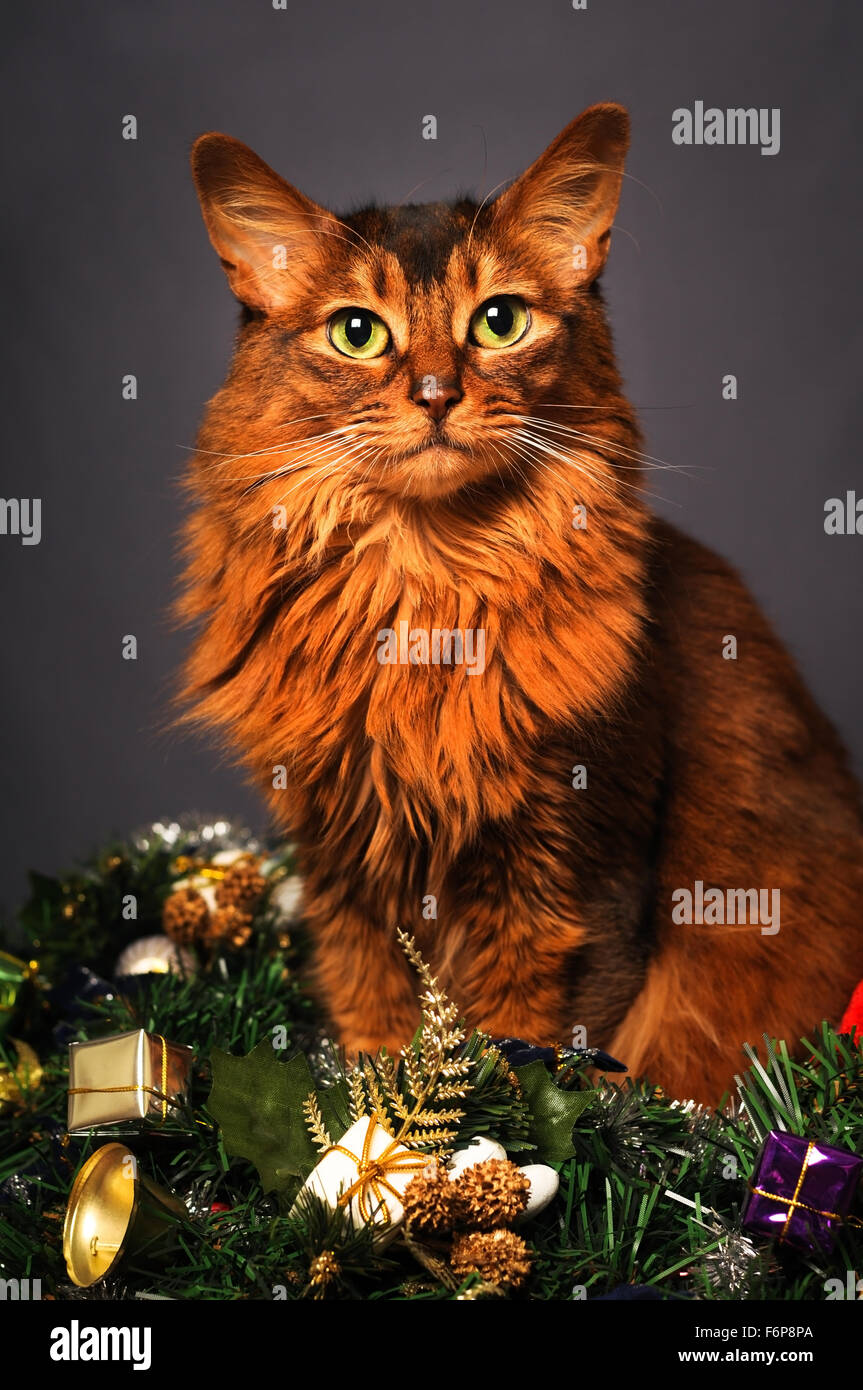 Somali cat ruddy color Christmas portrait at studio on grey background ...