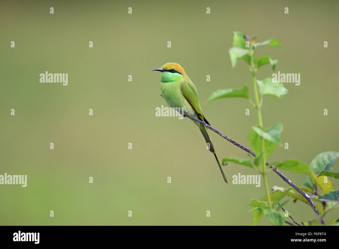 Green Bee-eater (Merops orientalis Stock Photo - Alamy