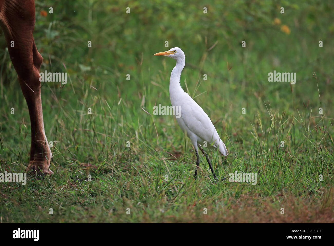 Eastern Cattle Egret (Bubulcus coromandus Stock Photo - Alamy