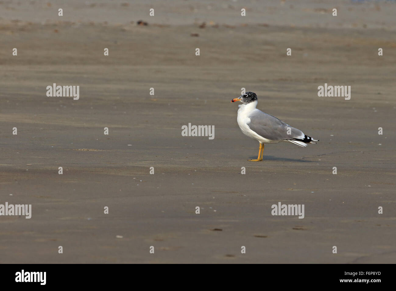 Pallas's Gull (Ichthyaetus ichthyaetus Stock Photo - Alamy