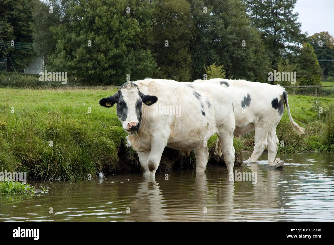 White+black Cows Paddling in the Caldon Canal, Stoke-on-Trent ...