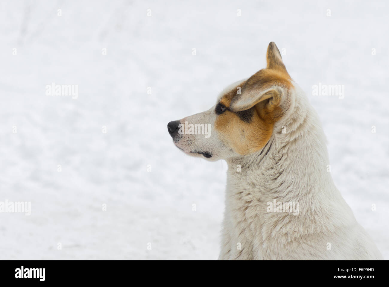Outdoor portrait of mixed breed, flap-eared street dog against white ...