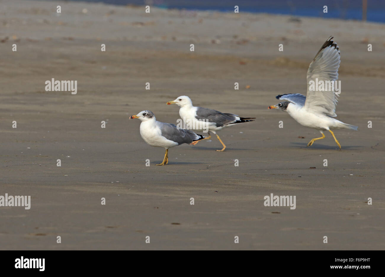 Pallas's Gull (Ichthyaetus ichthyaetus Stock Photo - Alamy