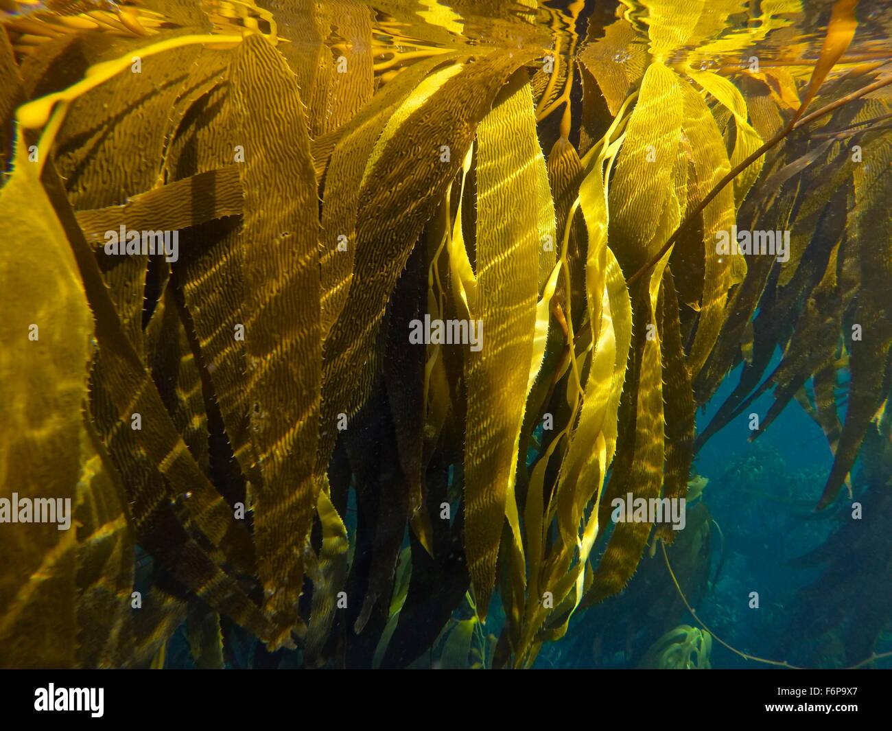 Giant kelp forest hi-res stock photography and images - Alamy