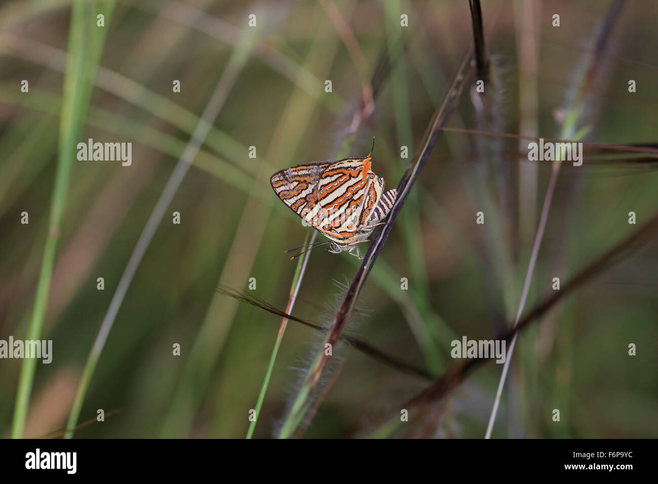 Common Silverline (Spindasis vulcanus Stock Photo - Alamy