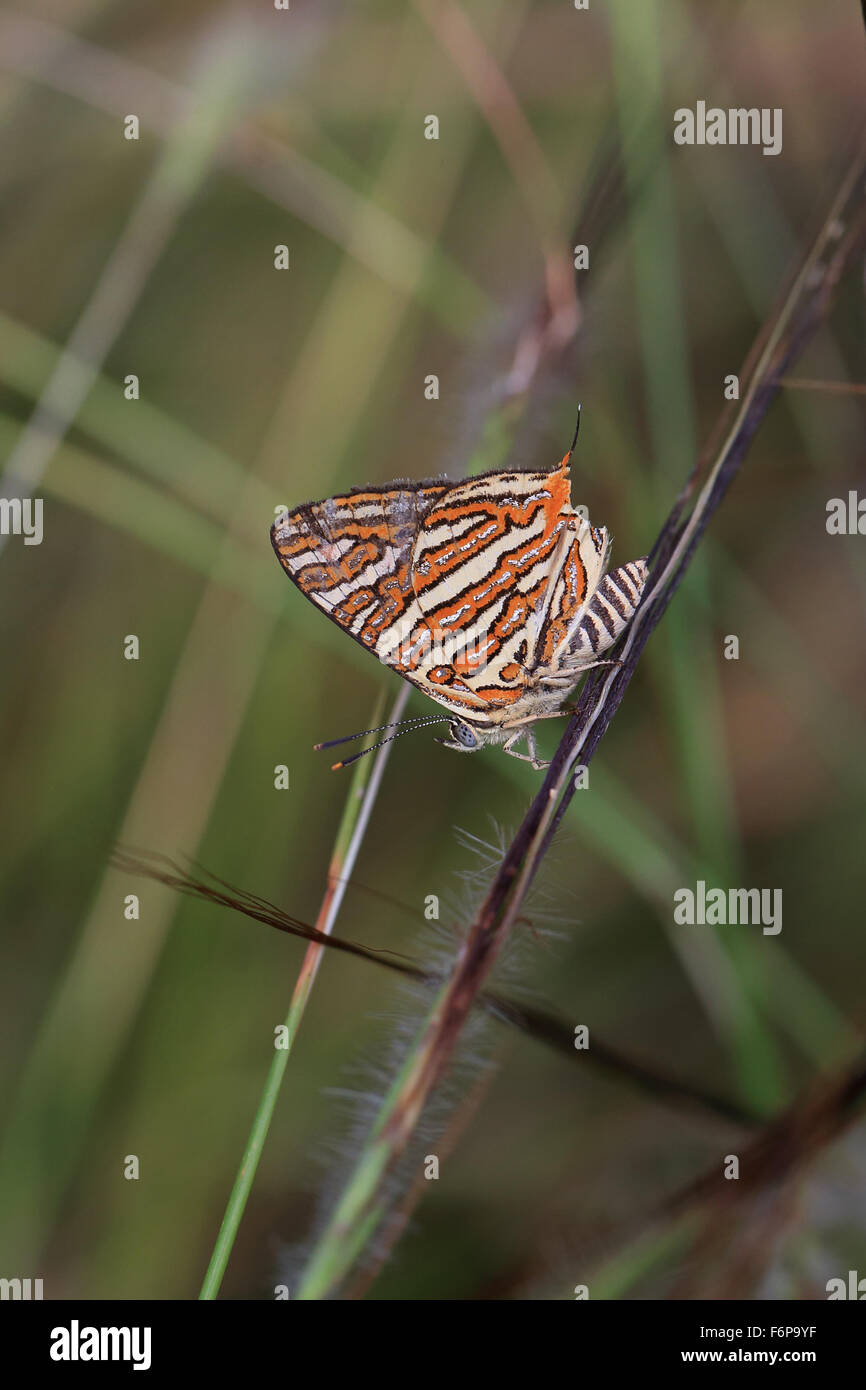 Common Silverline (Spindasis vulcanus Stock Photo - Alamy