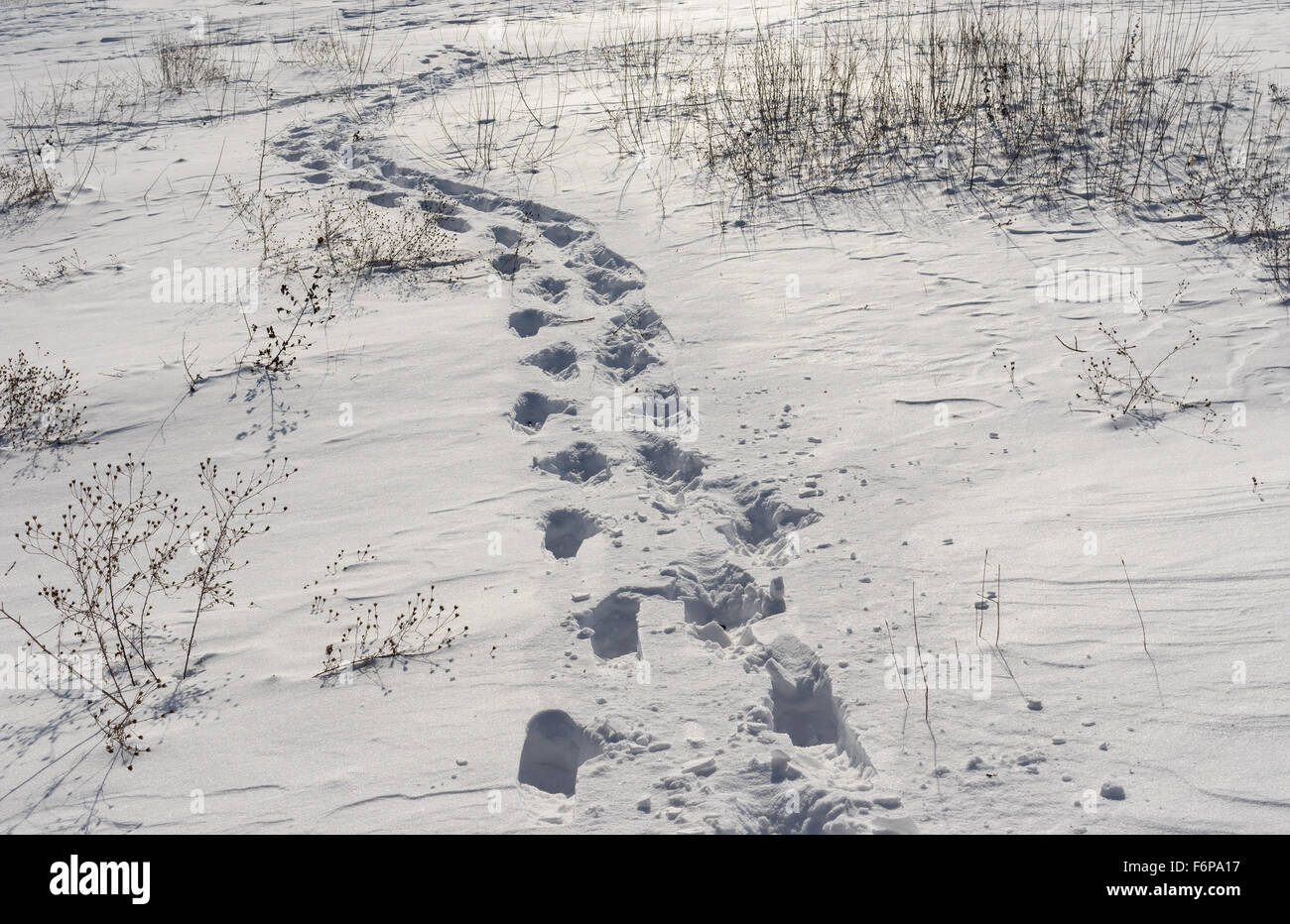 Fresh footprint hi-res stock photography and images - Alamy