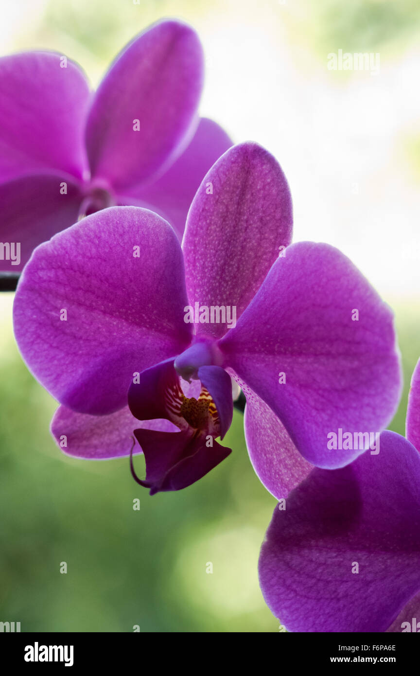 Close up flower detail hi-res stock photography and images - Alamy