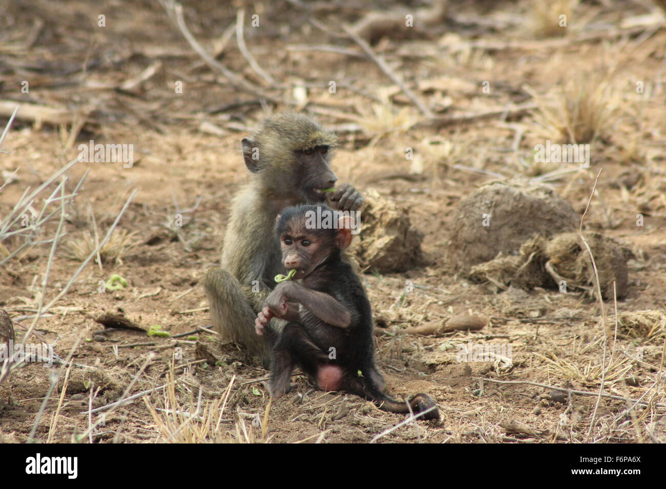 Beautiful baby baboon Stock Photo - Alamy