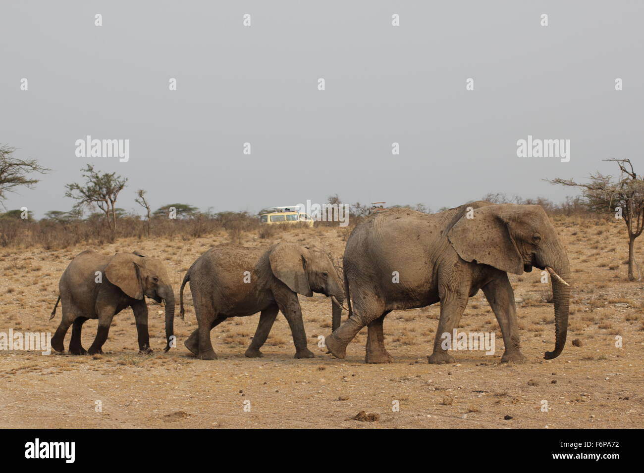 Family of elephants Stock Photo - Alamy