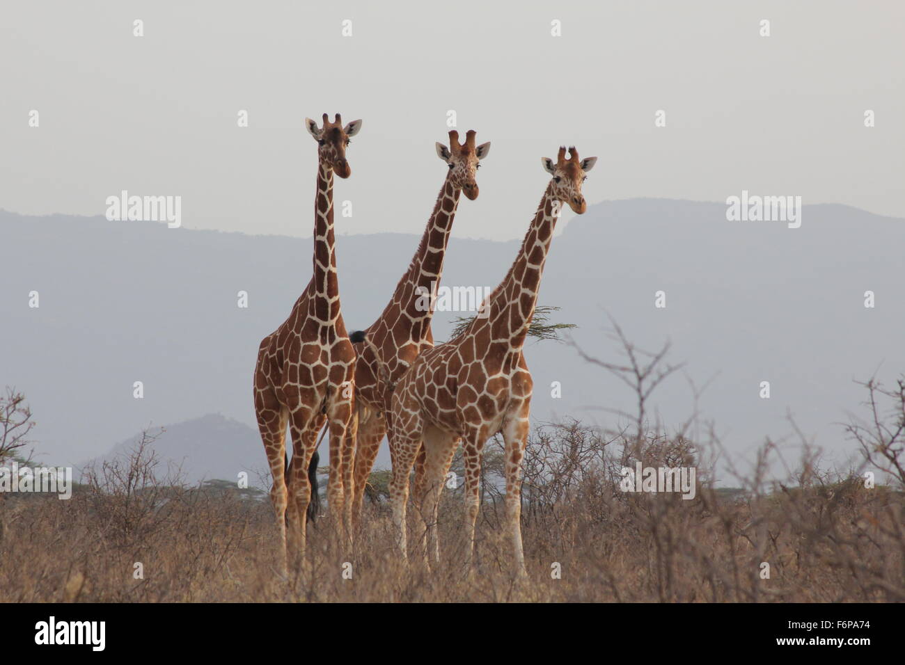 3 giraffe hi-res stock photography and images - Alamy