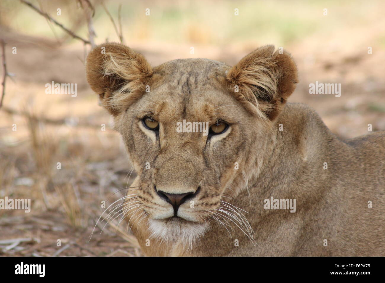 Lioness stare hi-res stock photography and images - Alamy