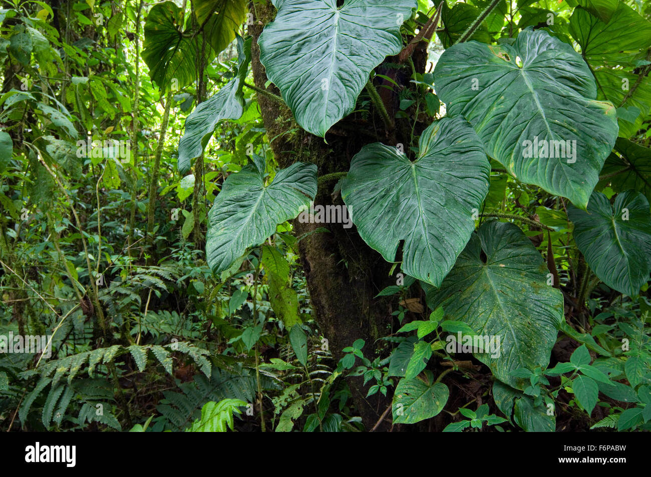Cloud forest vegetation in Tapantí National Park / Orosí National Park ...