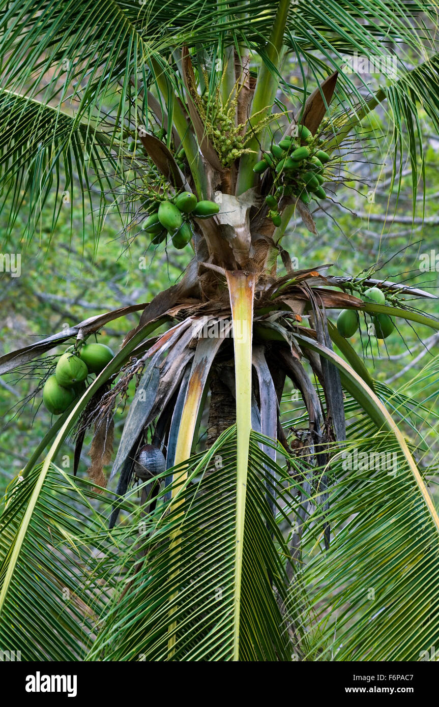 Green coconuts growing on coconut tree (Cocos nucifera), Costa Rica ...
