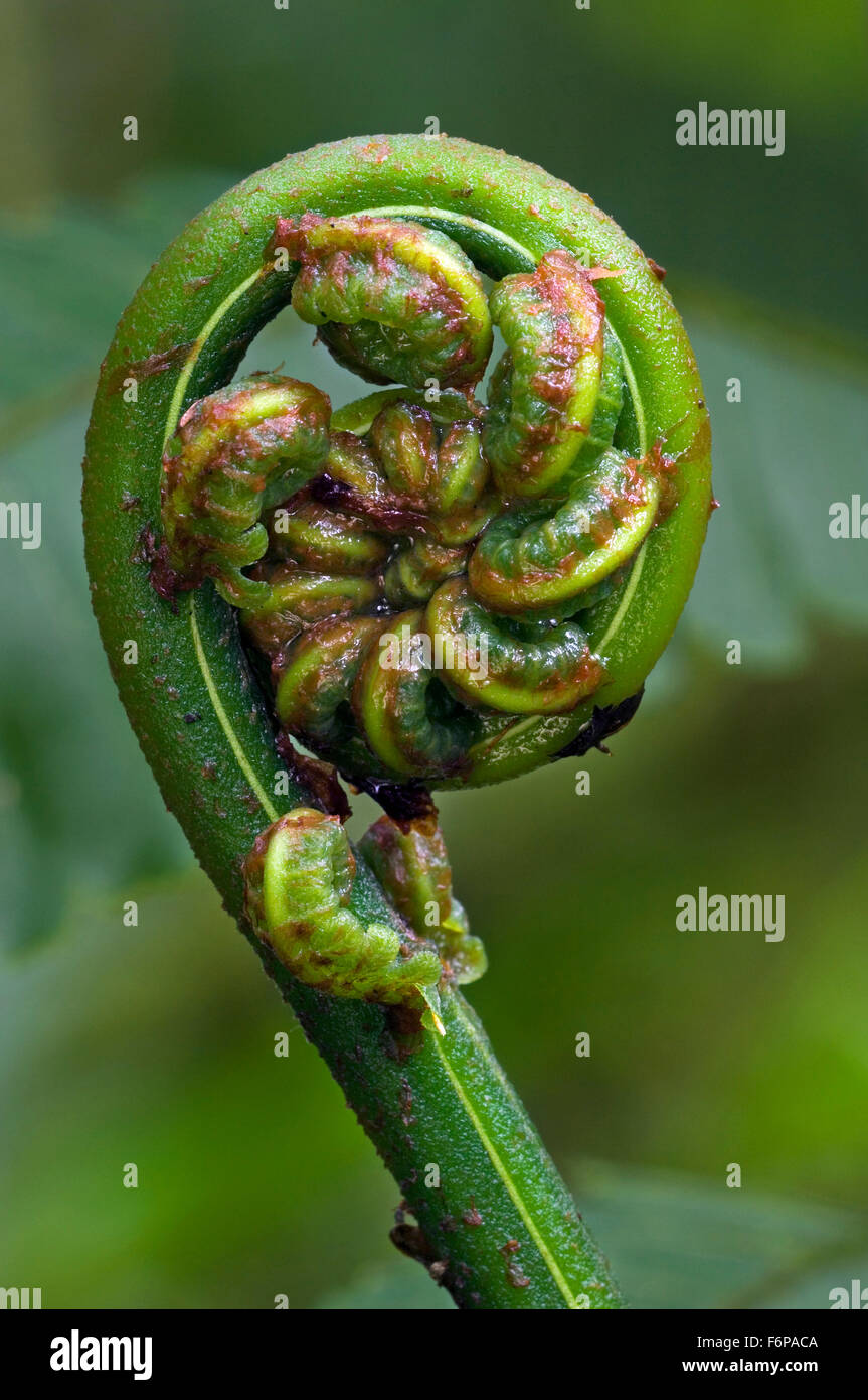 Unfolding hi-res stock photography and images - Alamy