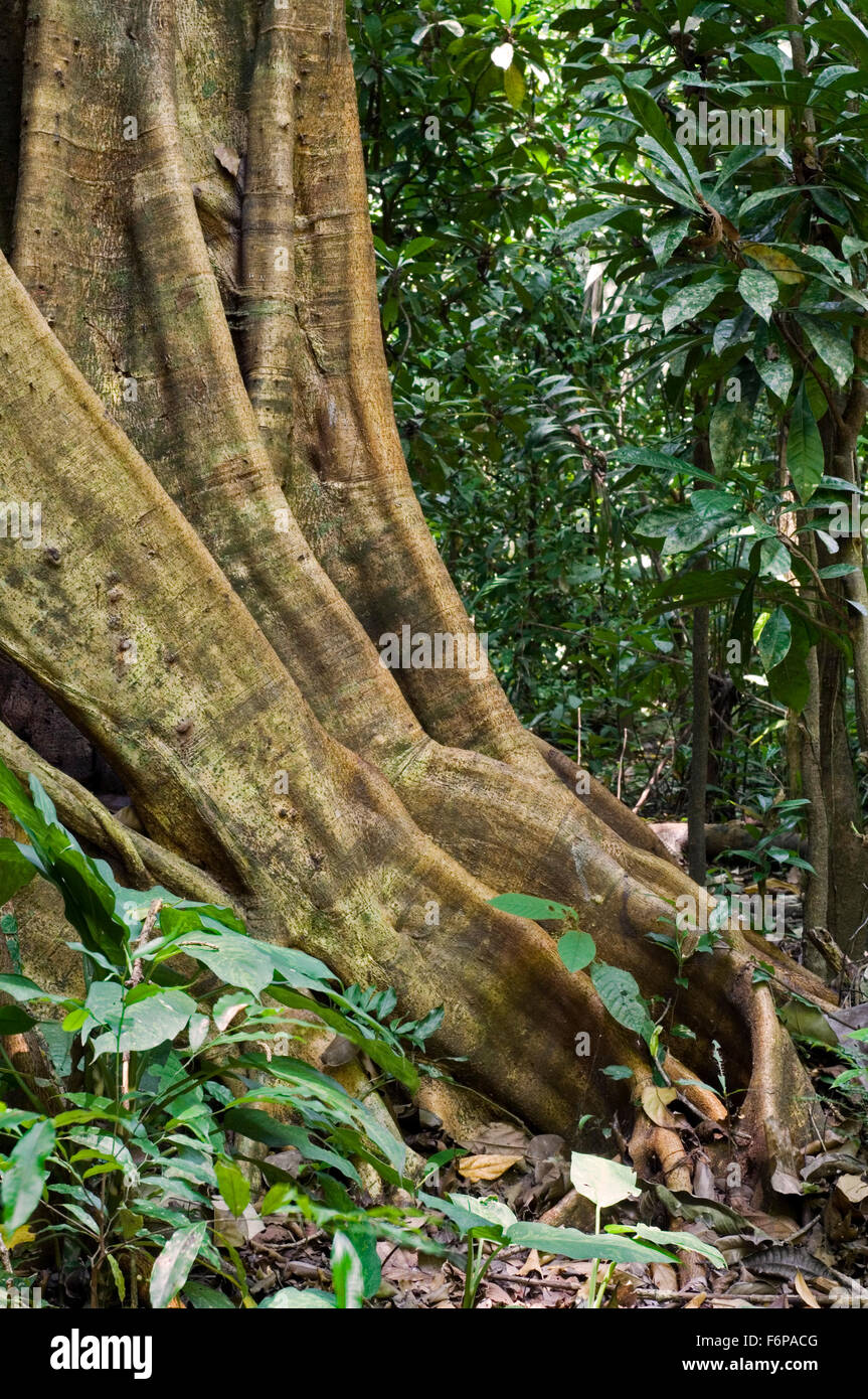 Buttress roots of fig tree (Ficus sp.), Carara National Park, Costa ...