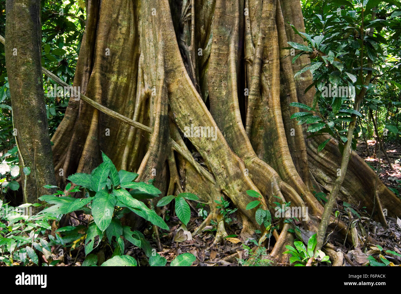 Buttress roots of fig tree (Ficus sp.), Carara National Park, Costa ...