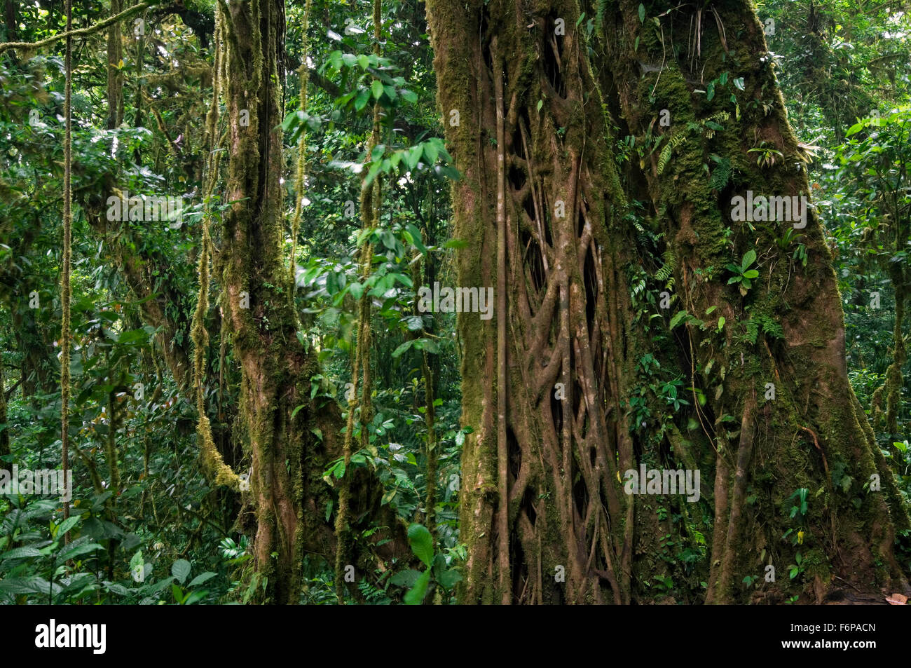 Strangler fig's vines (Ficus sp.) enveloping trunk of host tree, Carara ...