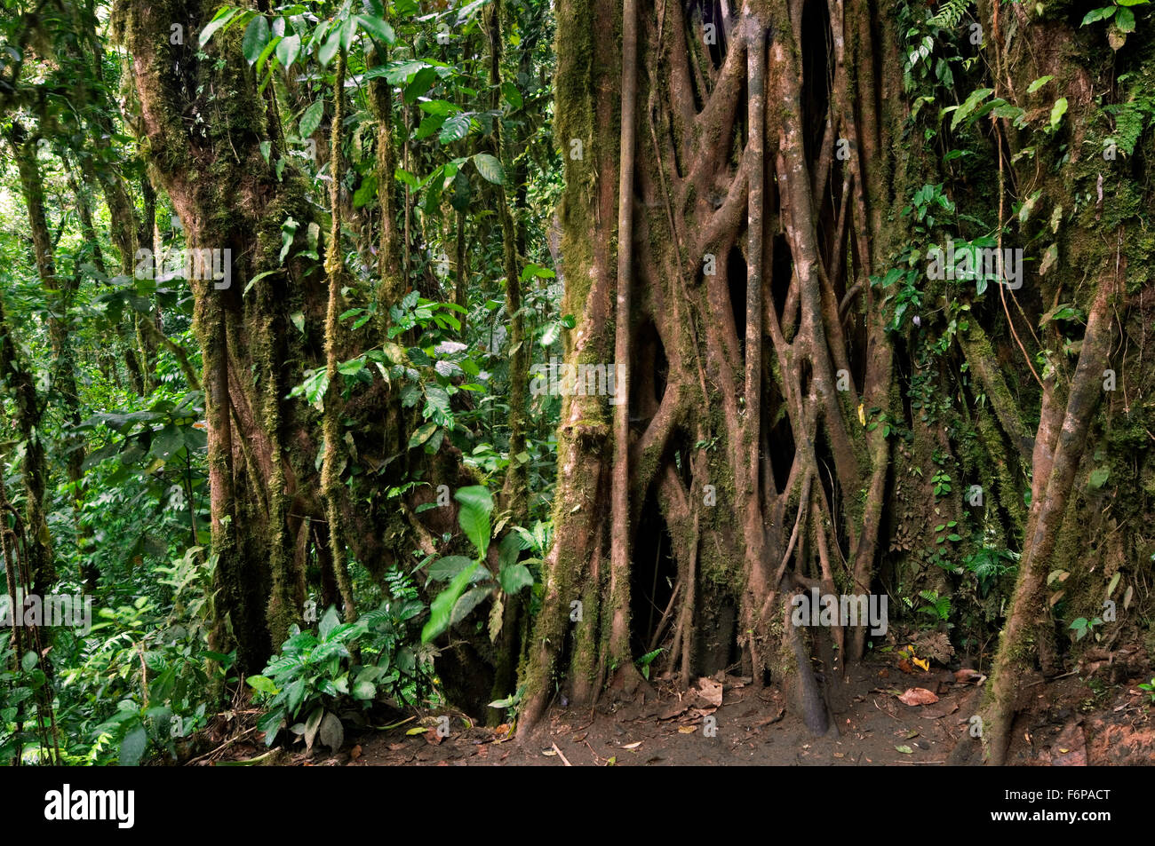 Strangler fig's vines (Ficus sp.) enveloping trunk of host tree, Carara ...