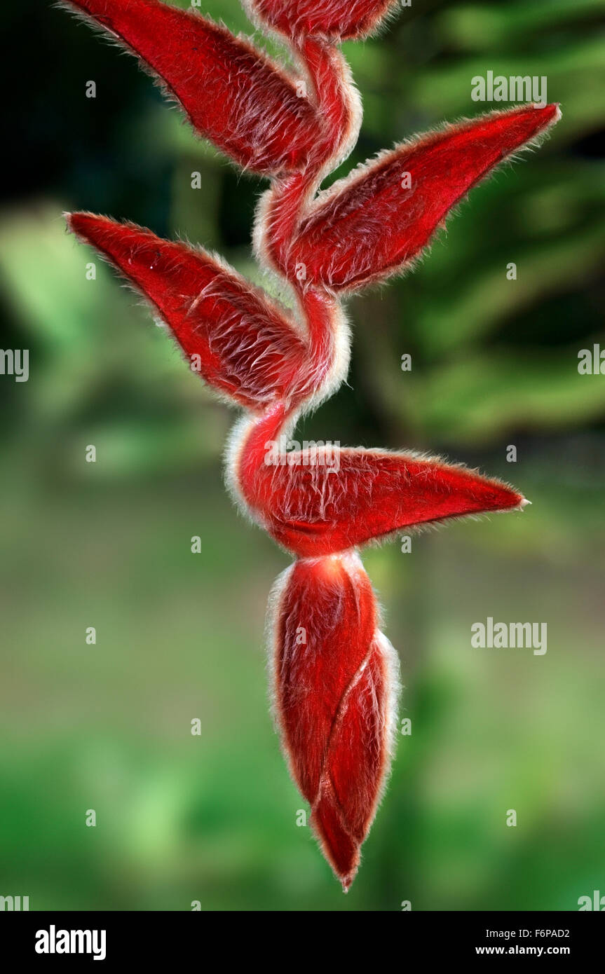 Ecuadorian Rainforest Flower