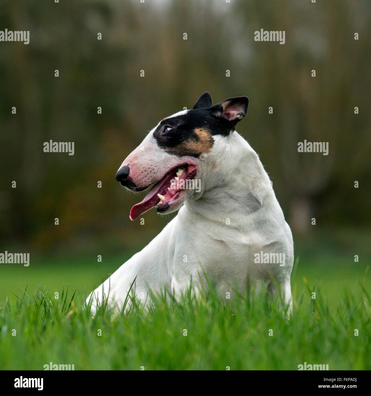 Bull terrier hi-res stock photography and images - Alamy