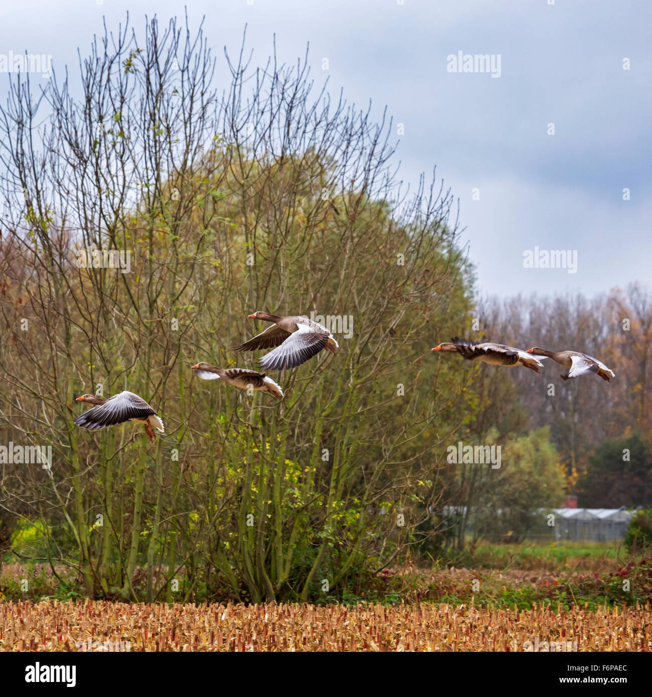 Flying with the geese hi-res stock photography and images - Alamy
