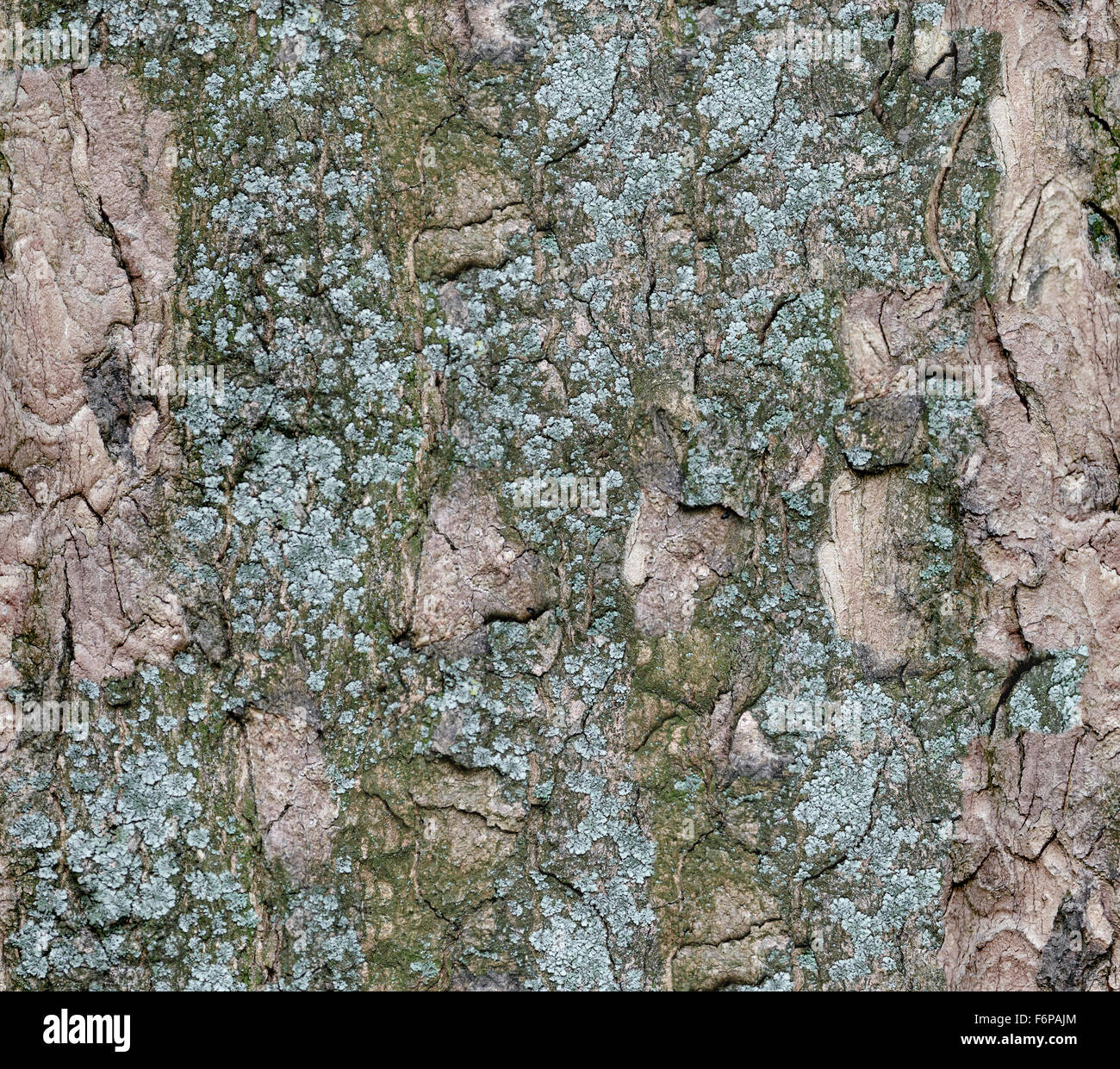 Bark of tree. Seamless Tileable Texture Stock Photo - Alamy