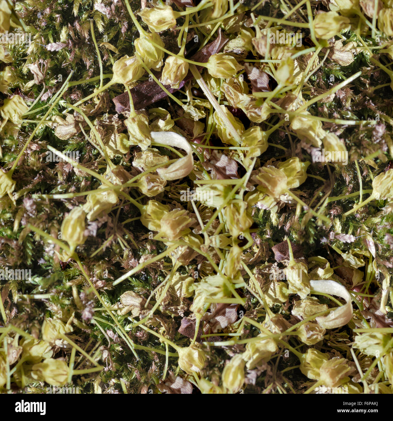 humus foliage Seamless Tileable Texture Stock Photo - Alamy