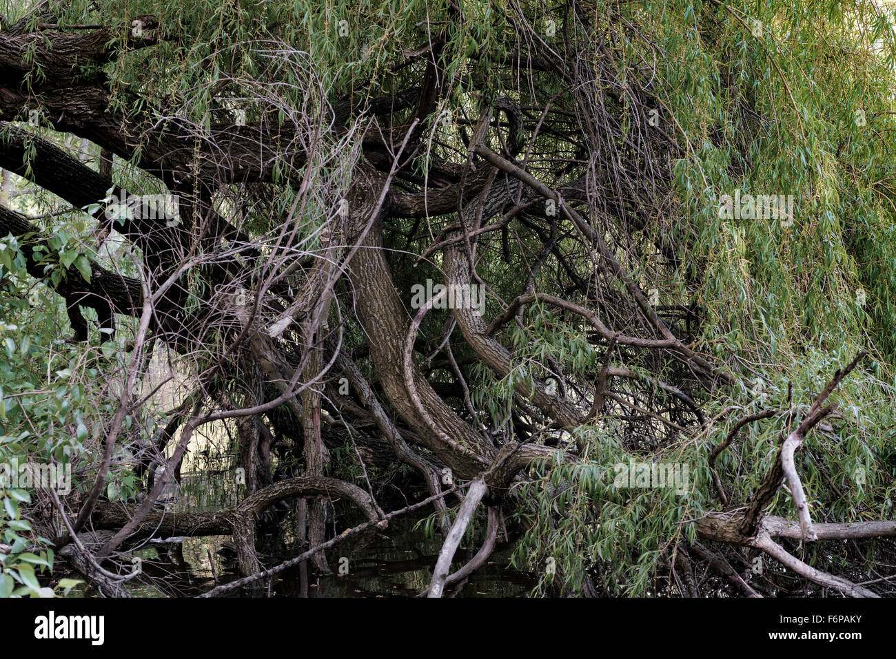 Curved roots hi-res stock photography and images - Alamy