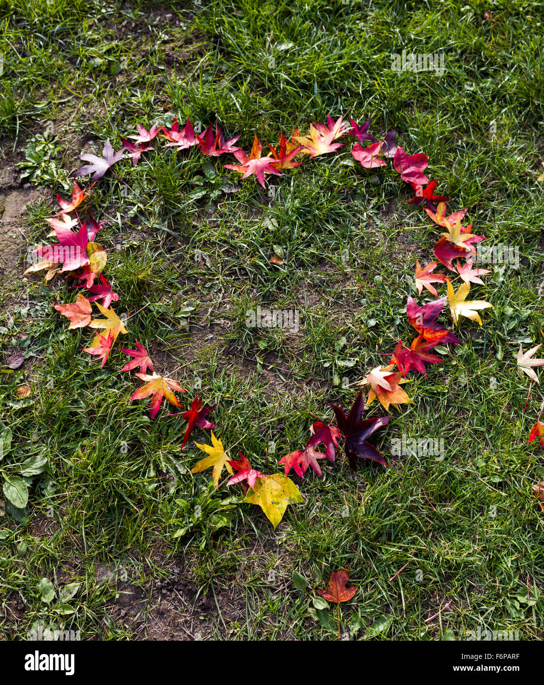 Heart made out of clolourful maple leaves pleaced on a green meadow ...