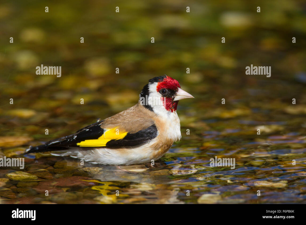 Bathing hygiene hi-res stock photography and images - Alamy