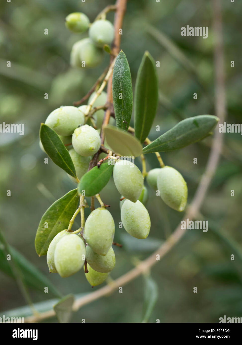 Oliven in Kreta Stock Photo - Alamy