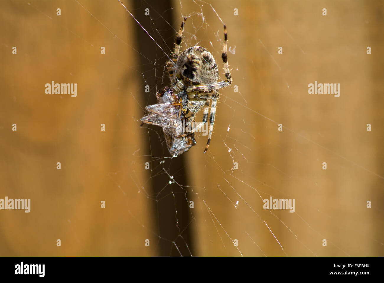 Spider eating a fly Stock Photo - Alamy