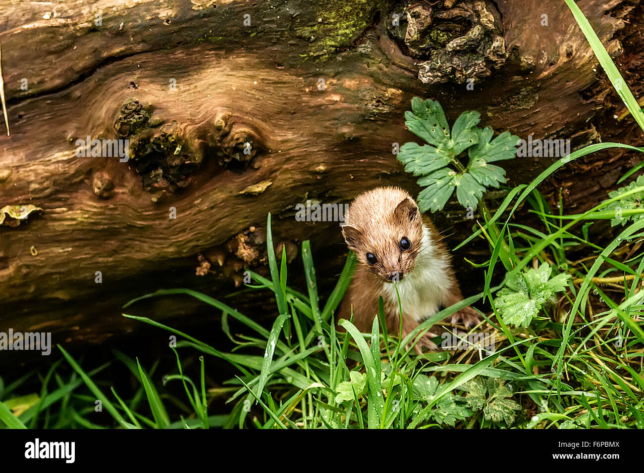 Stoat hi-res stock photography and images - Alamy