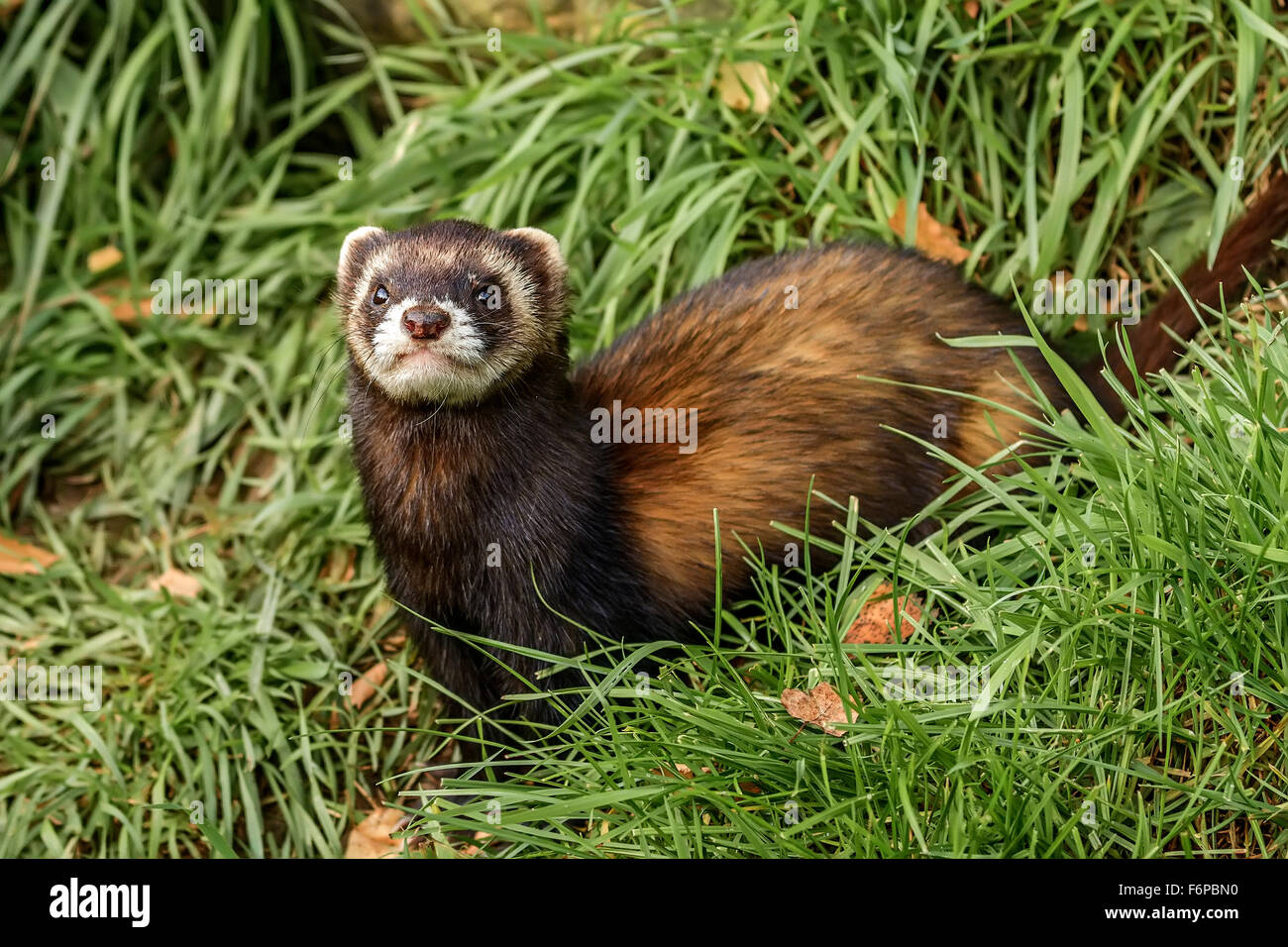 Polecat animal hi-res stock photography and images - Alamy