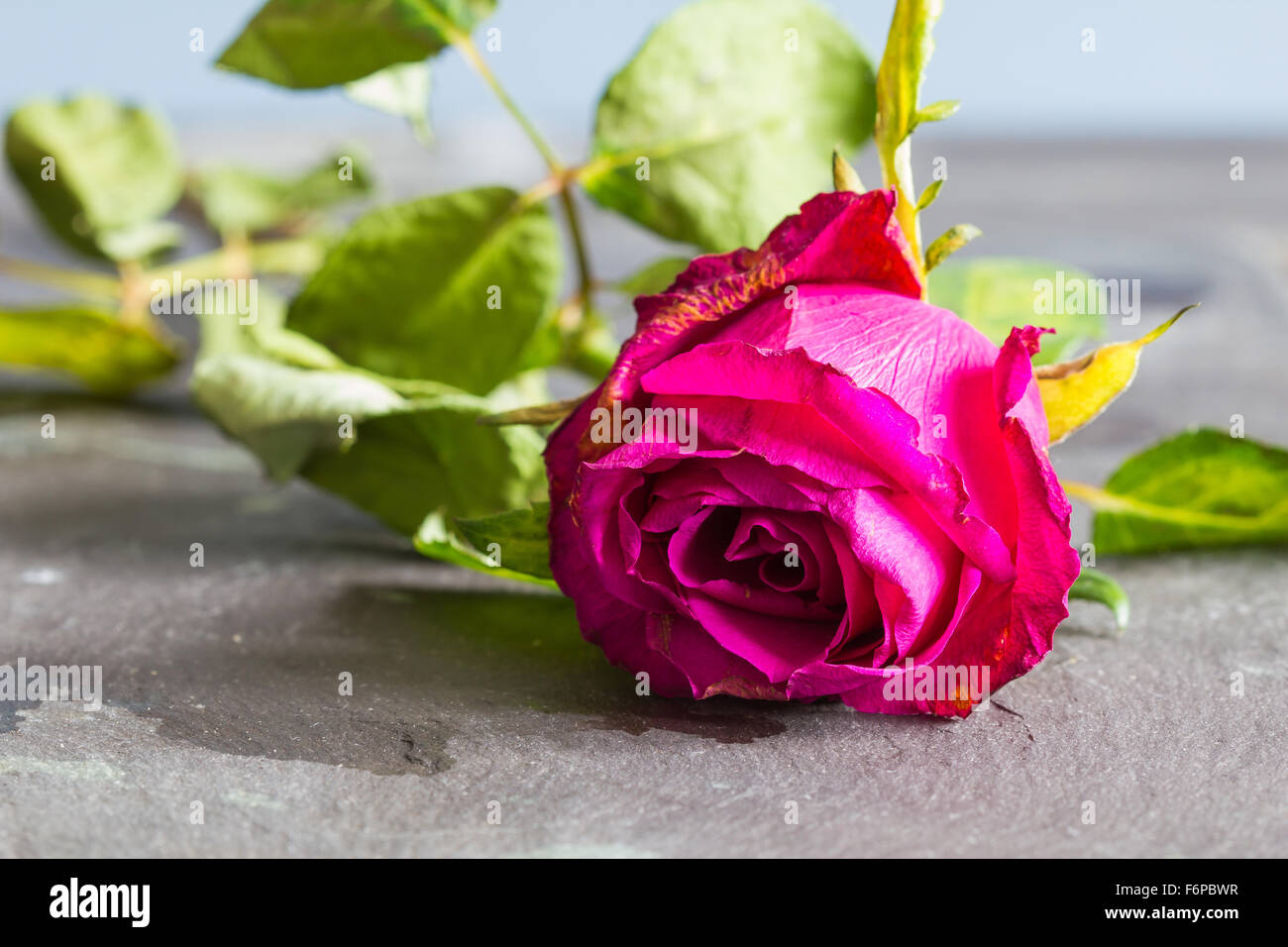 Closeup wilted pink rose hi-res stock photography and images - Alamy