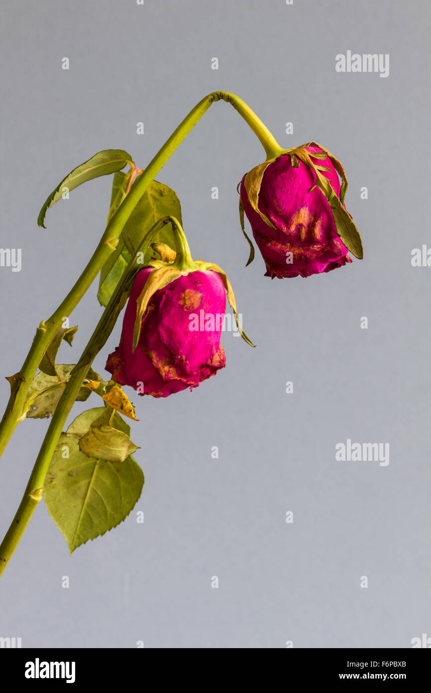 Decaying red flowers hi-res stock photography and images - Alamy