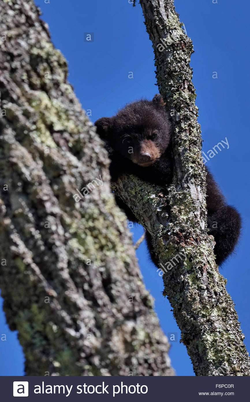 Baby Black Bear Stock Photos & Baby Black Bear Stock Images - Alamy