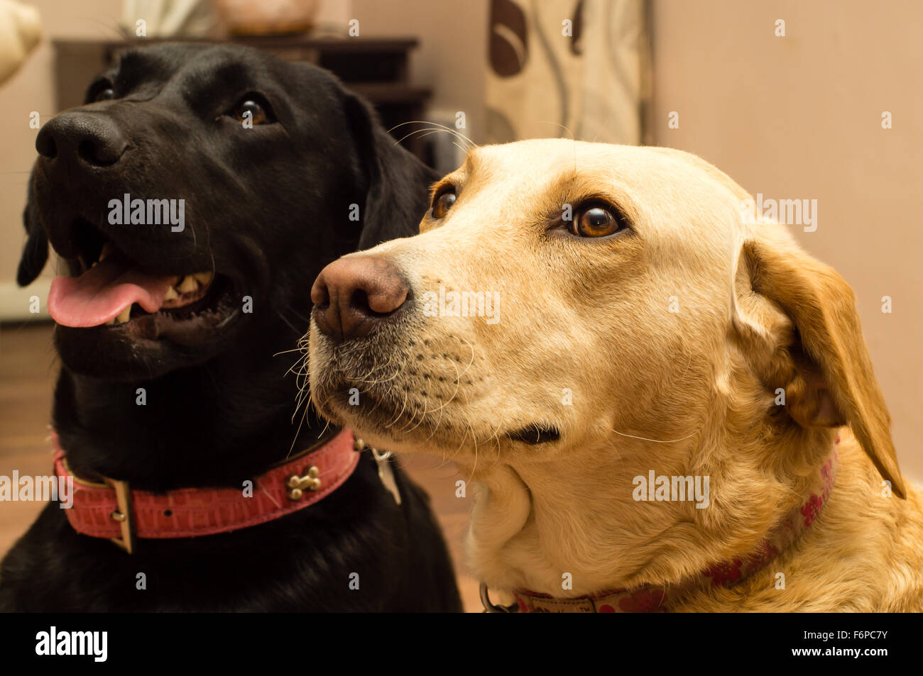 Yellow and black labradors sitting together Stock Photo - Alamy