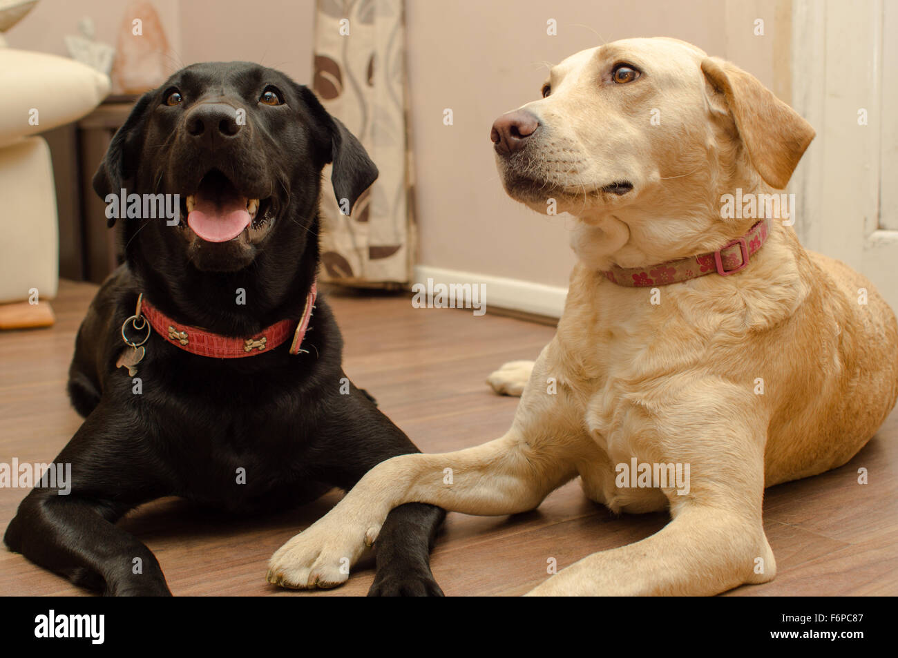 Yellow and black labradors laying together Stock Photo - Alamy