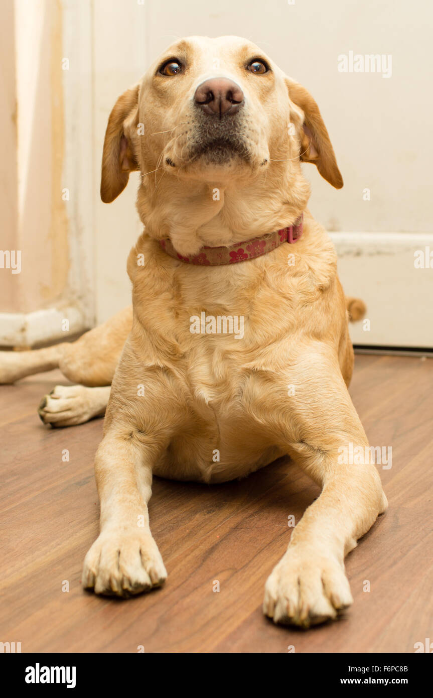 a Yellow Labrador laying on a wooden floor Stock Photo - Alamy