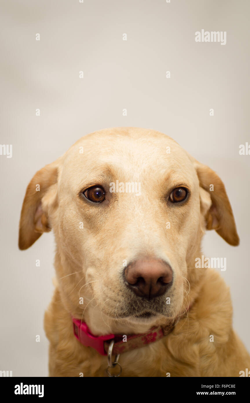 Labrador close up shot hi-res stock photography and images - Alamy