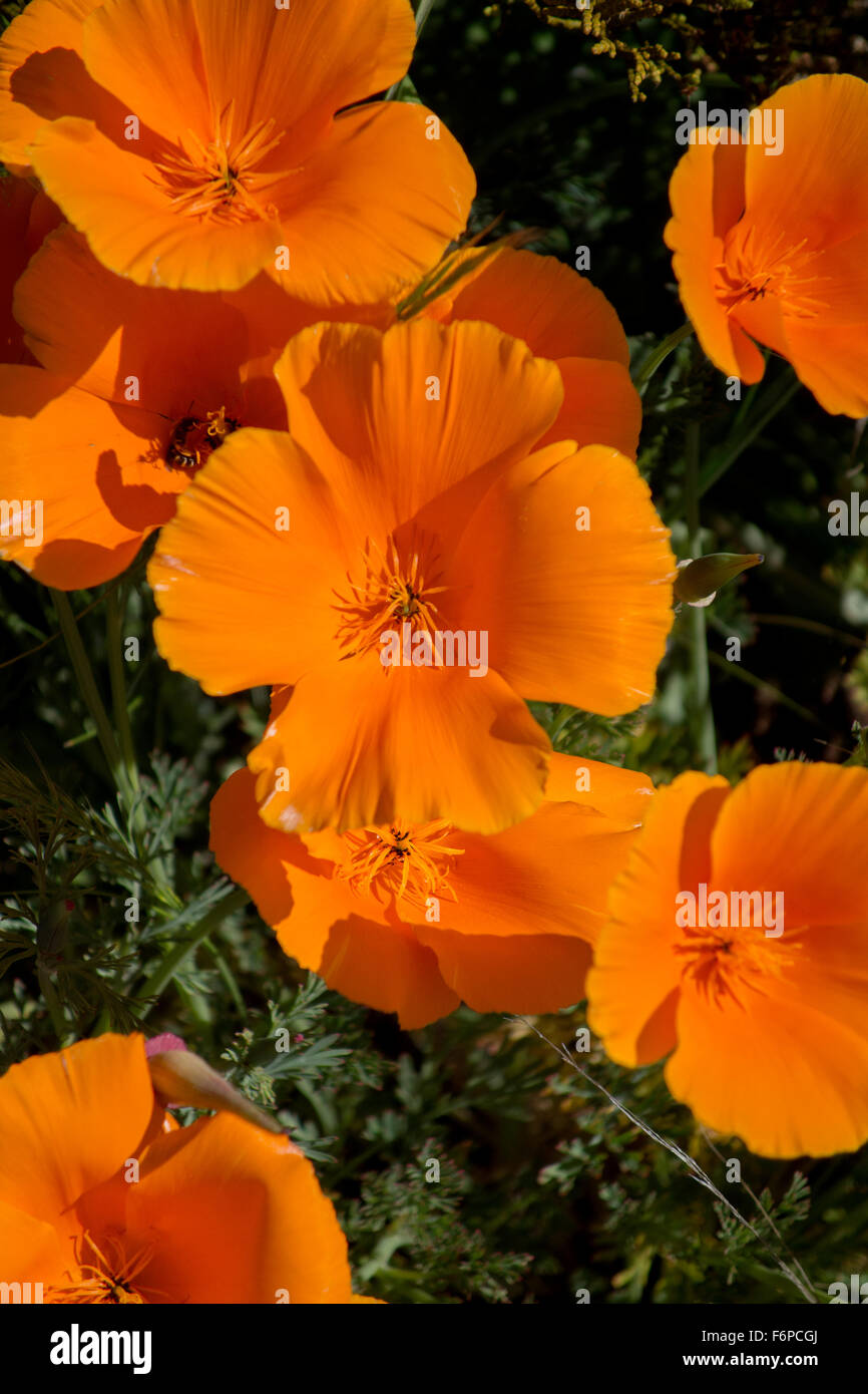 California poppy bloom hi-res stock photography and images - Alamy