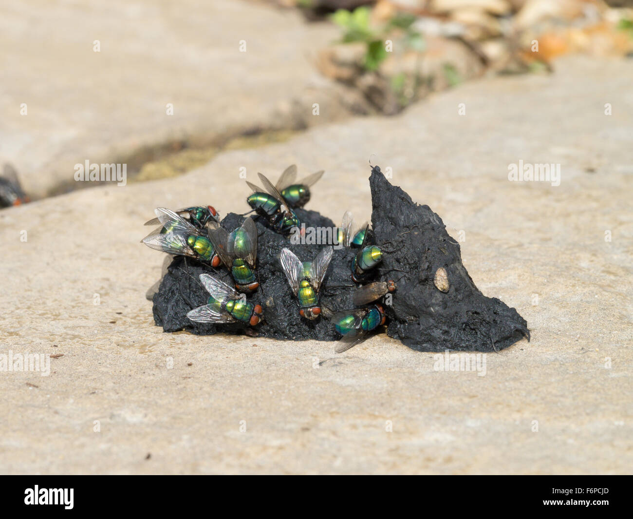 Flies feed on fox droppings in a garden in London Stock Photo - Alamy