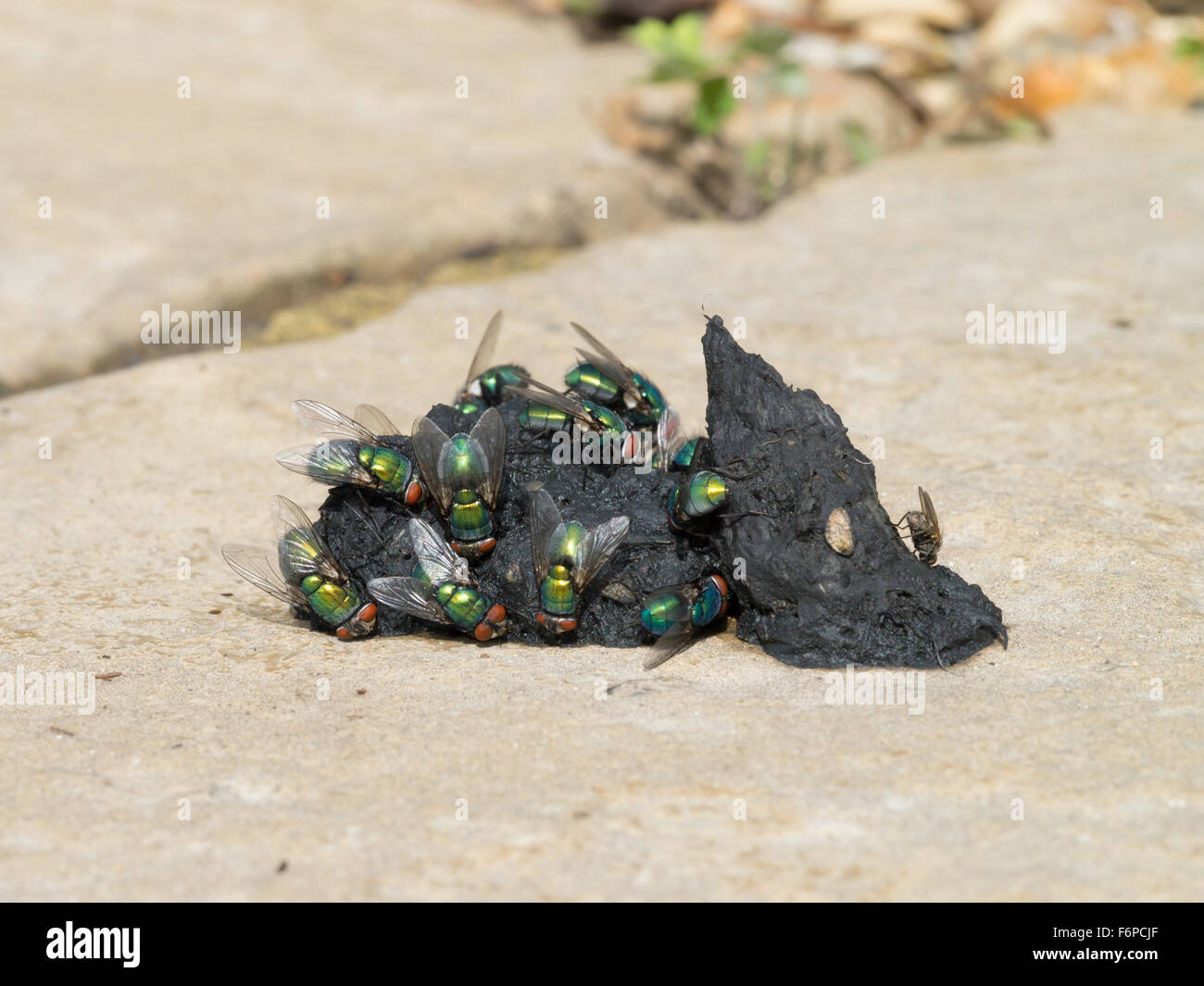 Flies feed on fox droppings in a garden in London Stock Photo - Alamy